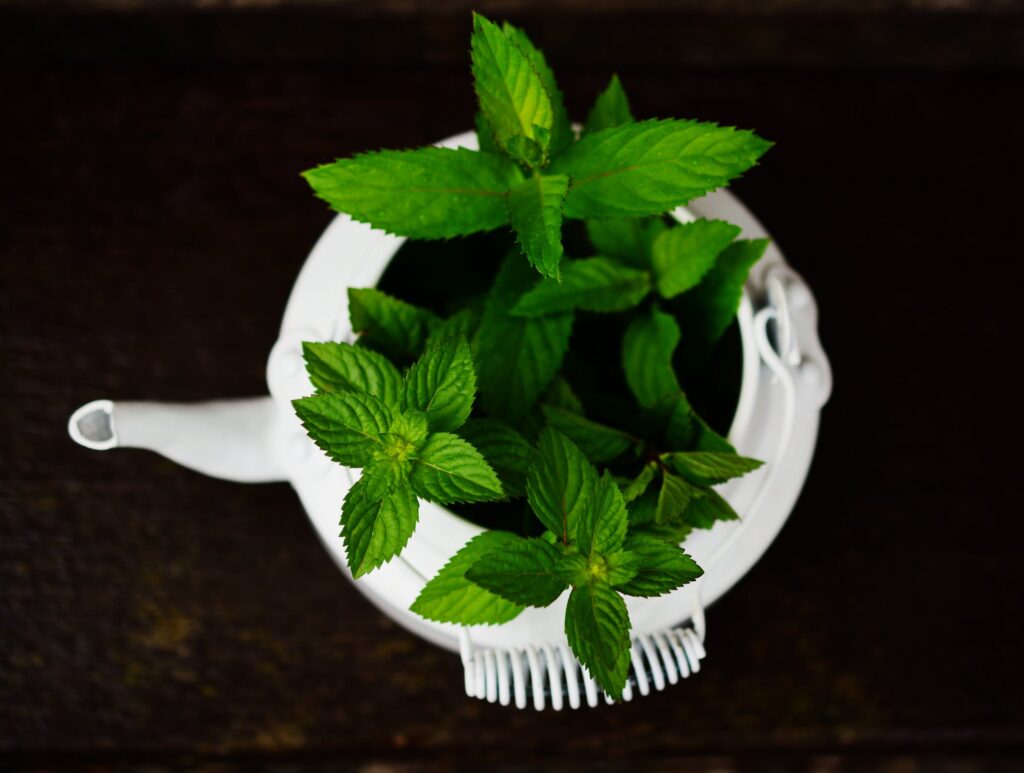 Chá de hortelã: 5 receitas deliciosas e cheias de benefícios