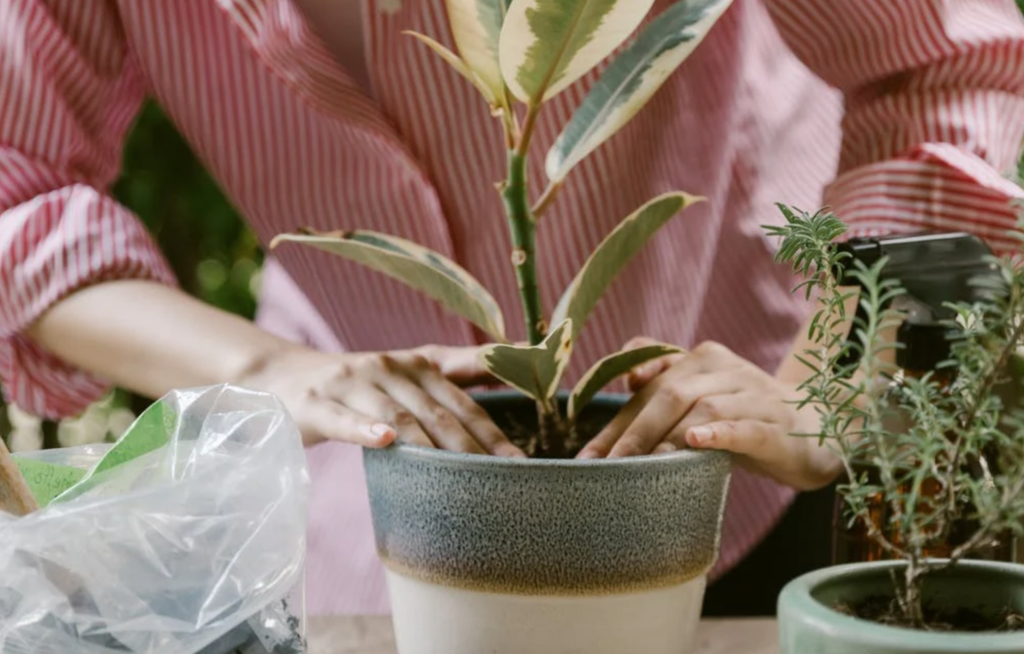 4 receitas de adubo caseiro para reaproveitar resíduos e economizar