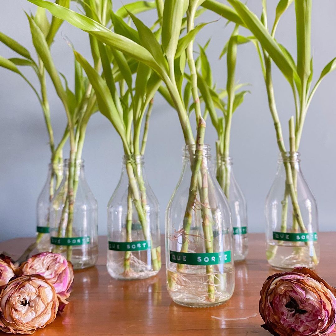 Cultive o bambu da sorte para atrair prosperidade e abundância