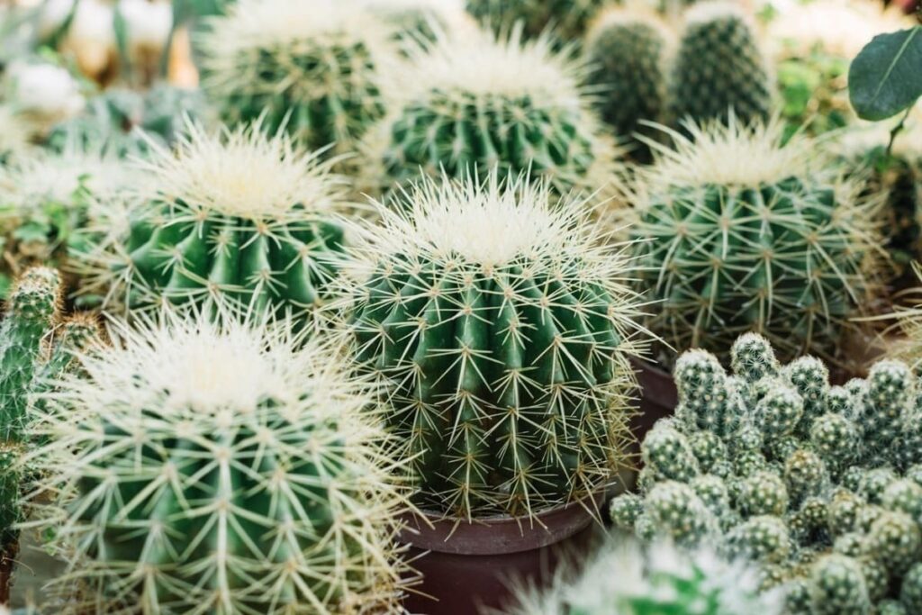 Cacto: os tipos principais, dicas de cuidado e uso