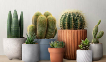 Signo de Câncer: personalidade, qualidades e defeitos