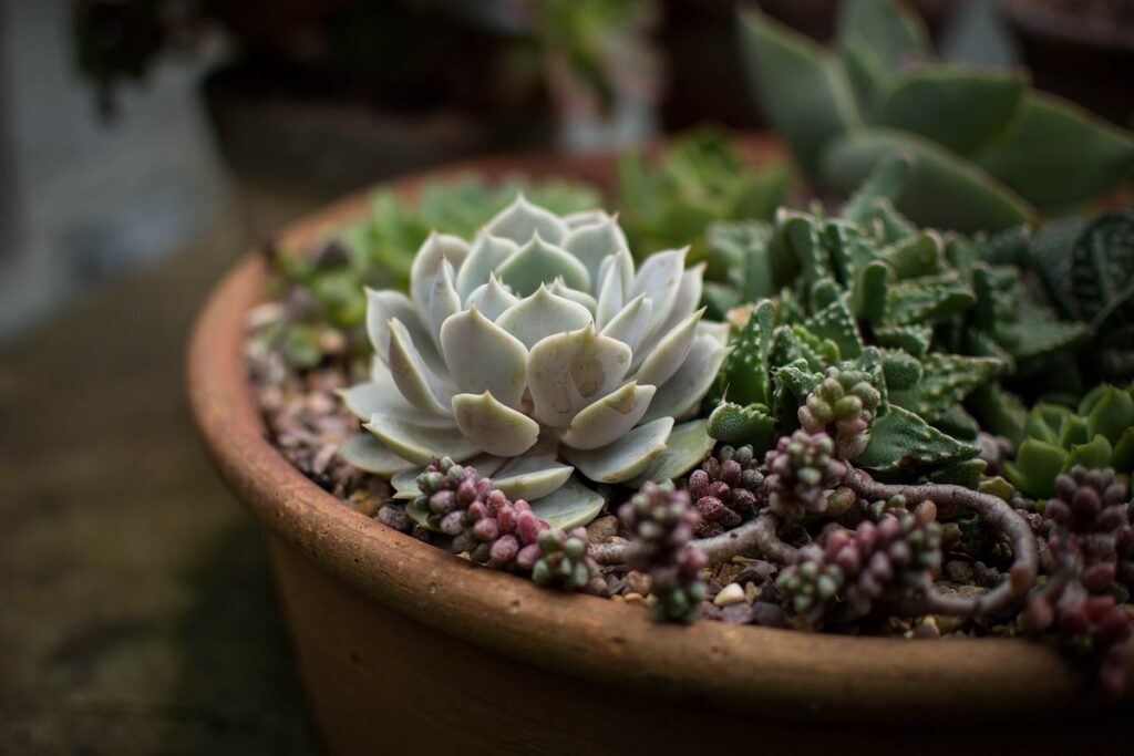 Cacto: os tipos principais, dicas de cuidado e uso