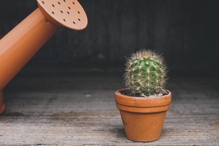 Cacto: os tipos principais, dicas de cuidado e uso